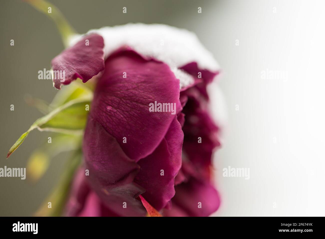 Snow covered red rose. Close-up on the blurred background Stock Photo ...