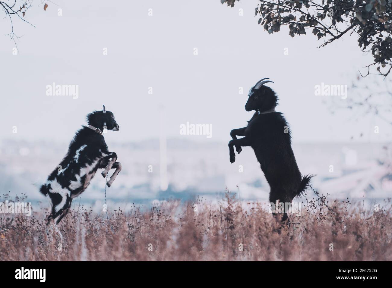 Two goats stay in front of each other in the country field Stock Photo ...
