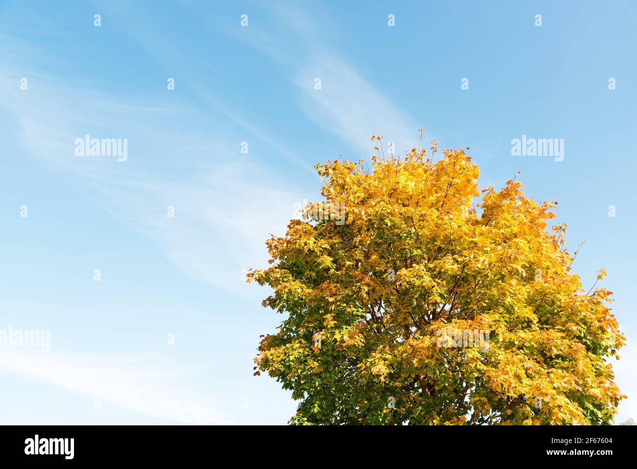 Warm and sunny weather in park Stock Photo - Alamy