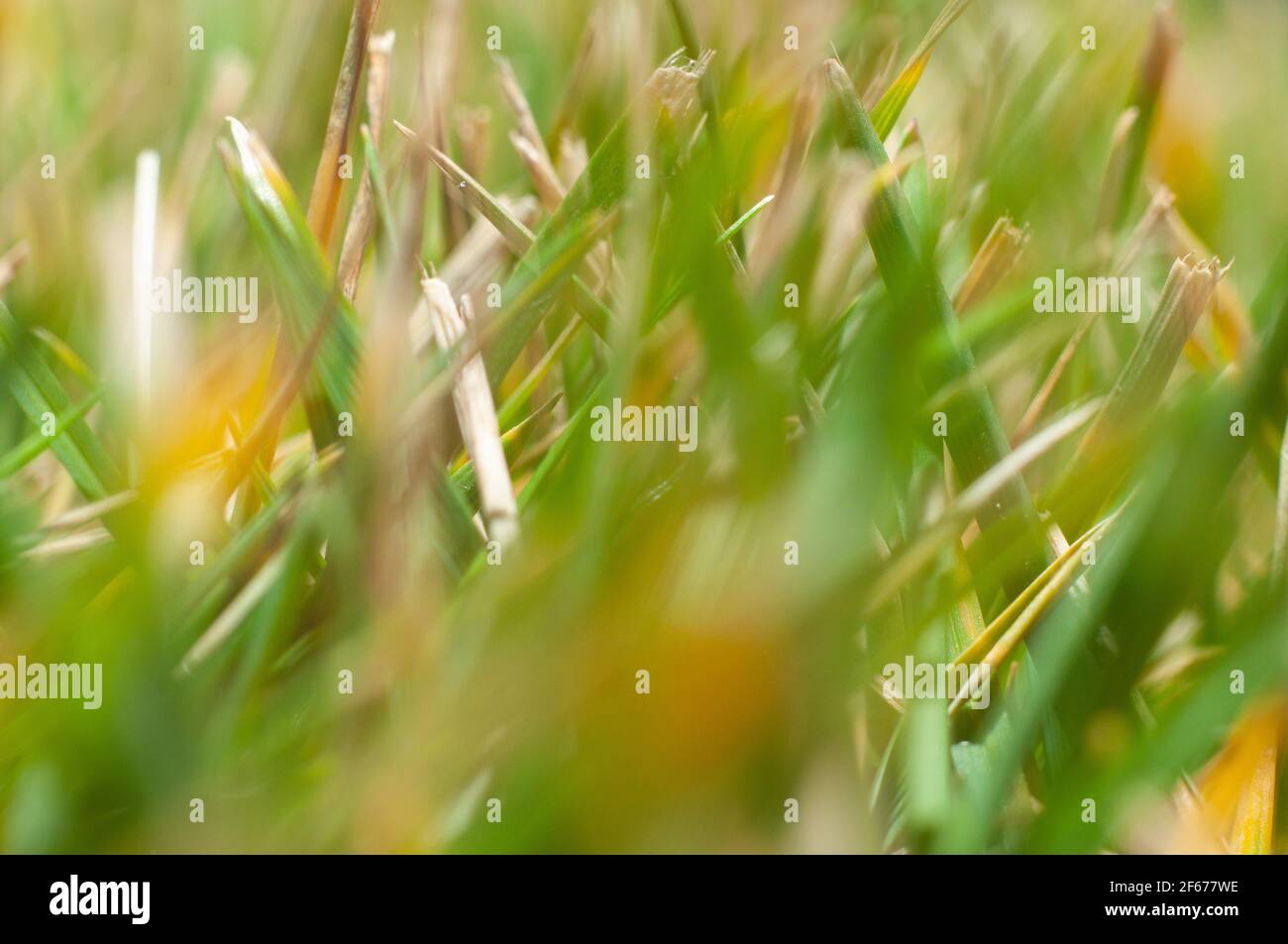 Lawn care tips hi-res stock photography and images - Alamy
