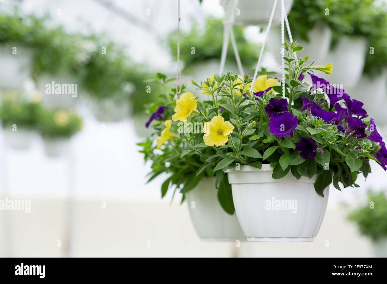 Botany, cultivation, plants business, exhibition and smart greenhouse ...