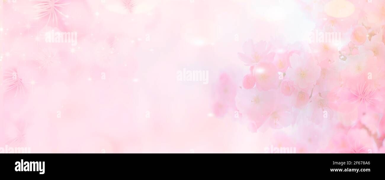 Pink sakura flowers, dreamy romantic spring background with bokeh ...