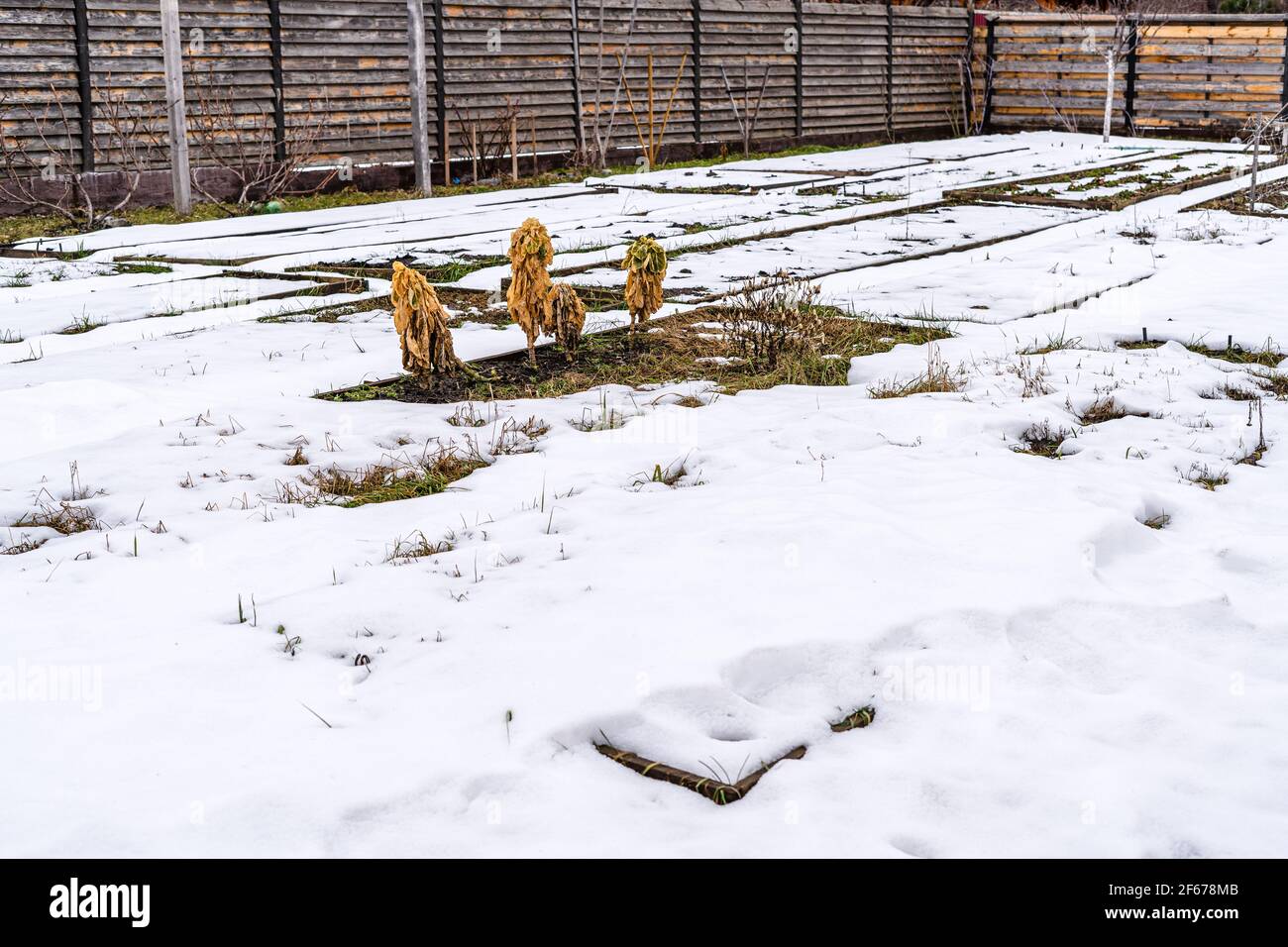 Home garden beds are covered with snow in spring, unexpected snow for ...