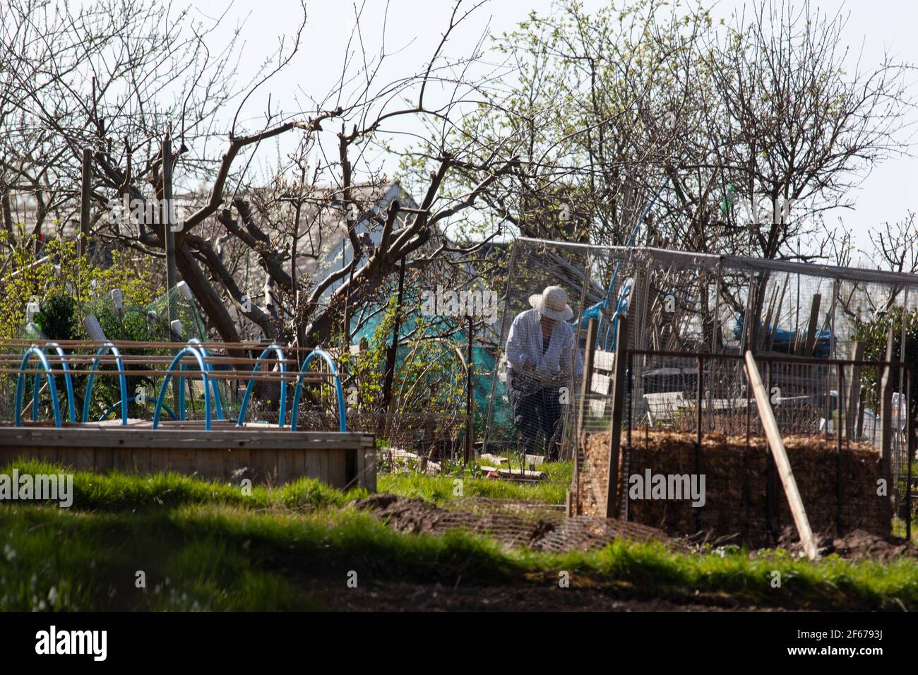 London, UK, 30 March 2021: At Grange Lane Allotments in Dulwich an ...