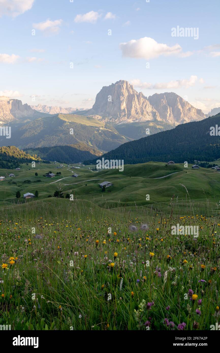 Flower meadow in the italian dolomite mountain in summer sunset and ...