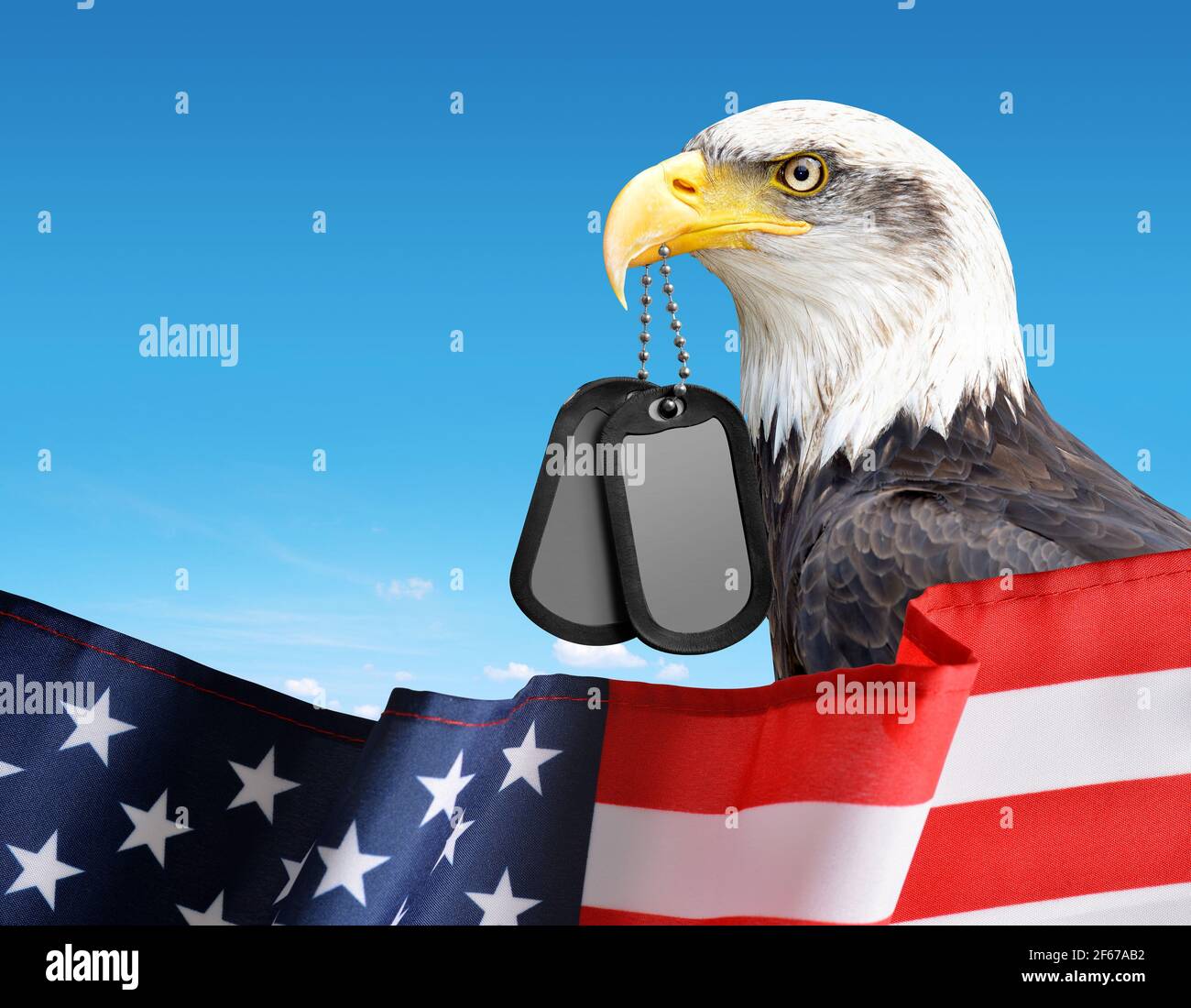 Bald Eagle holds a dog tags in his beak. In the foreground a American ...