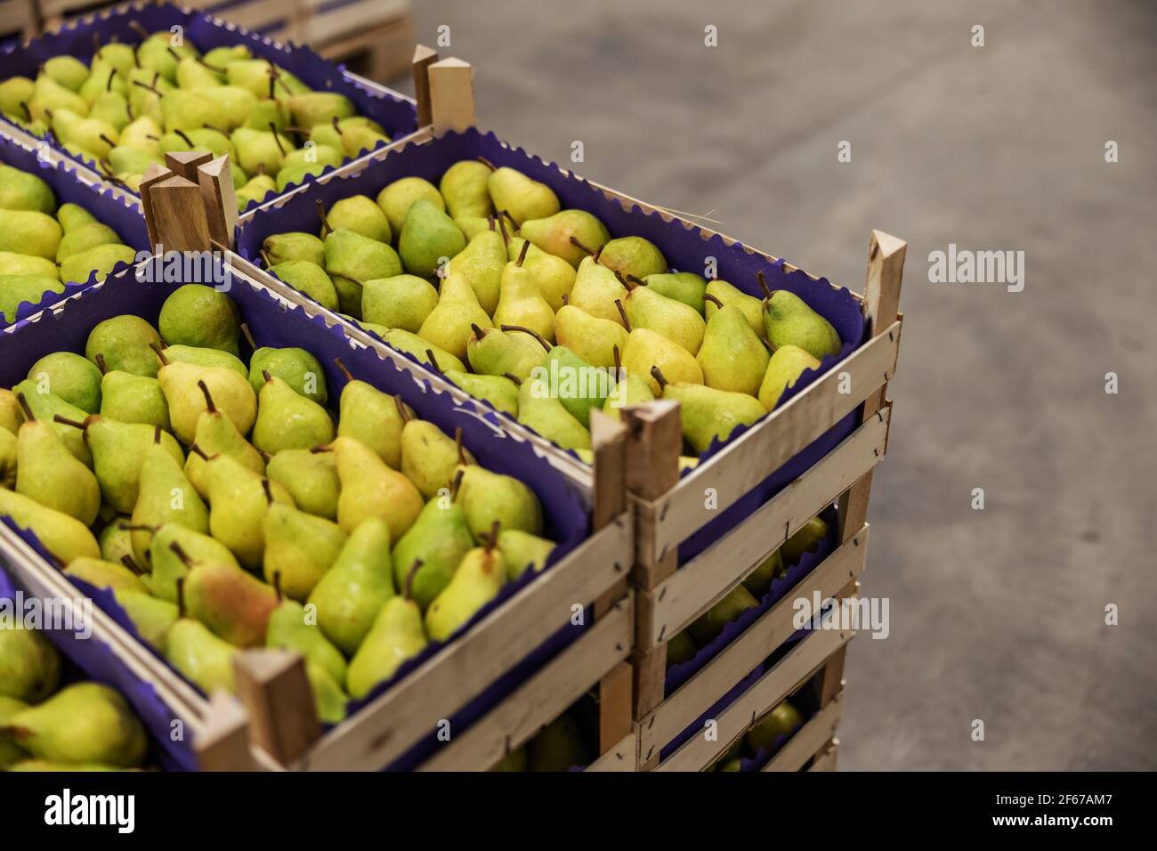 Pears in crates ready for shipping. Cold storage interior Stock Photo ...