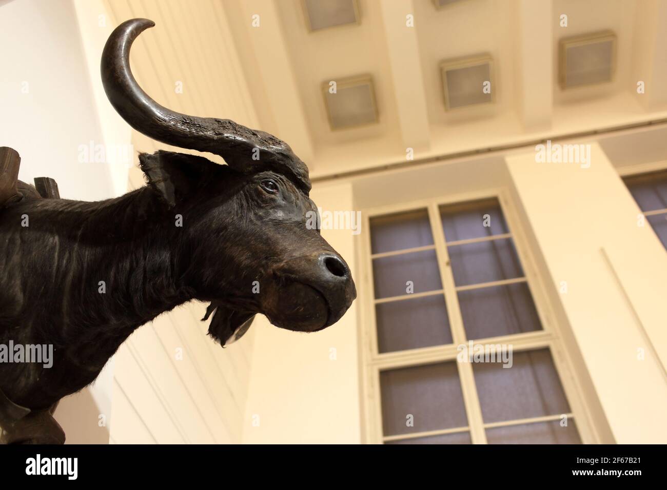 Head of goat on a wall of building Stock Photo - Alamy