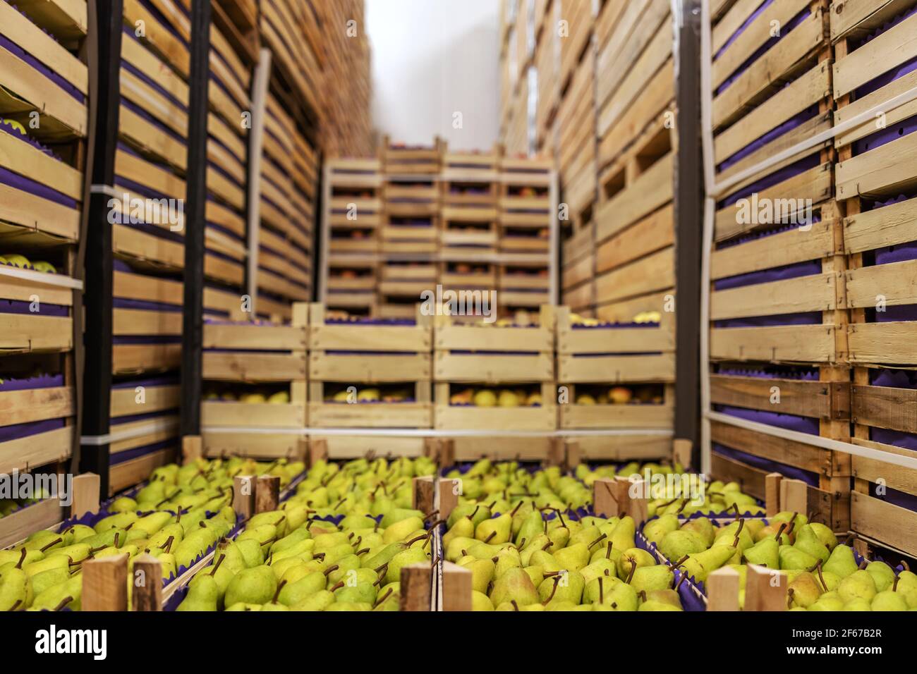 Pears and apples in crates ready for shipping. Cold storage interior ...