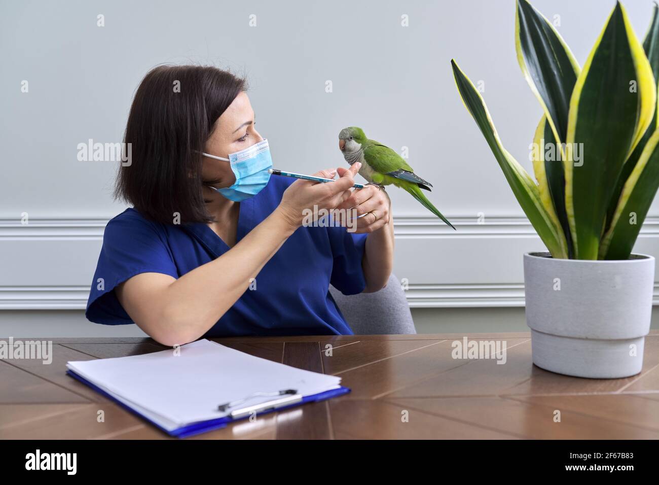 Doctor woman veterinarian examining a green Quaker parrot Stock Photo ...