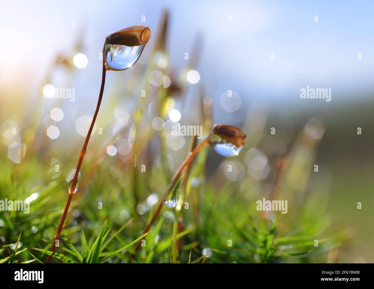 Macro of moss with dew drops close up Stock Photo - Alamy