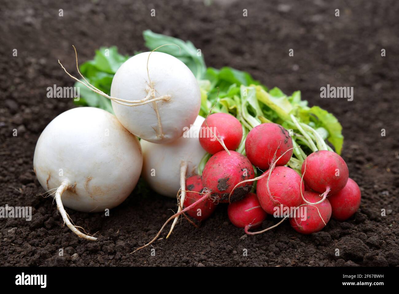Freshly harvest white and red radish on a soil Stock Photo - Alamy