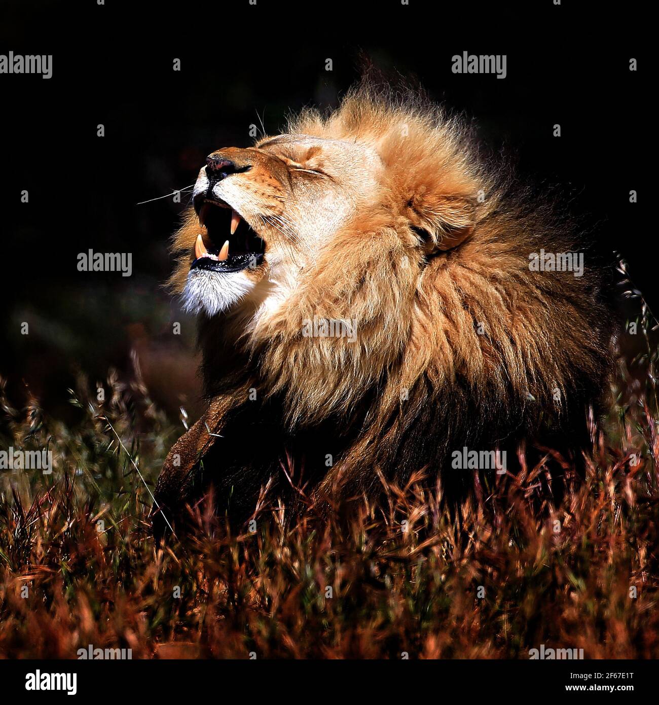 Lion afrique hi-res stock photography and images - Alamy