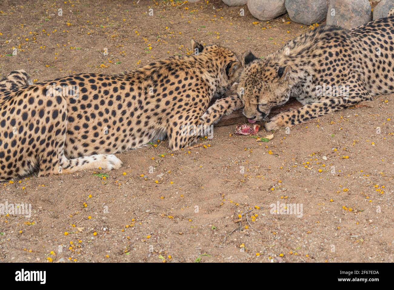 Big cats safari animals hi-res stock photography and images - Alamy
