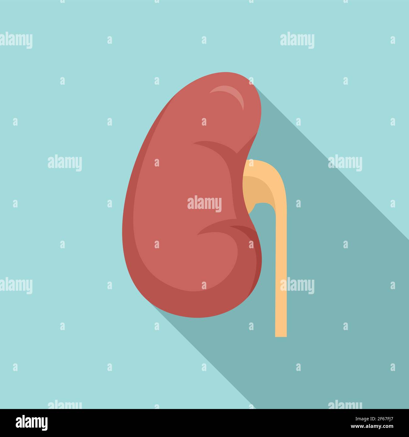 Anatomical kidney icon, flat style Stock Vector Image & Art - Alamy