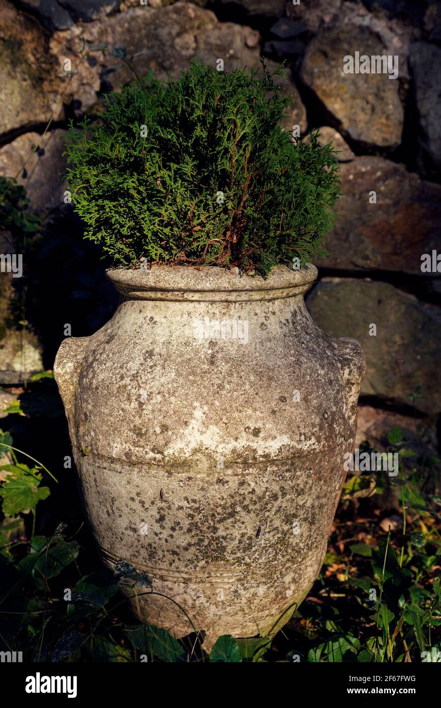Ancient amphora in garden with thuja next to the stone wall Stock Photo ...