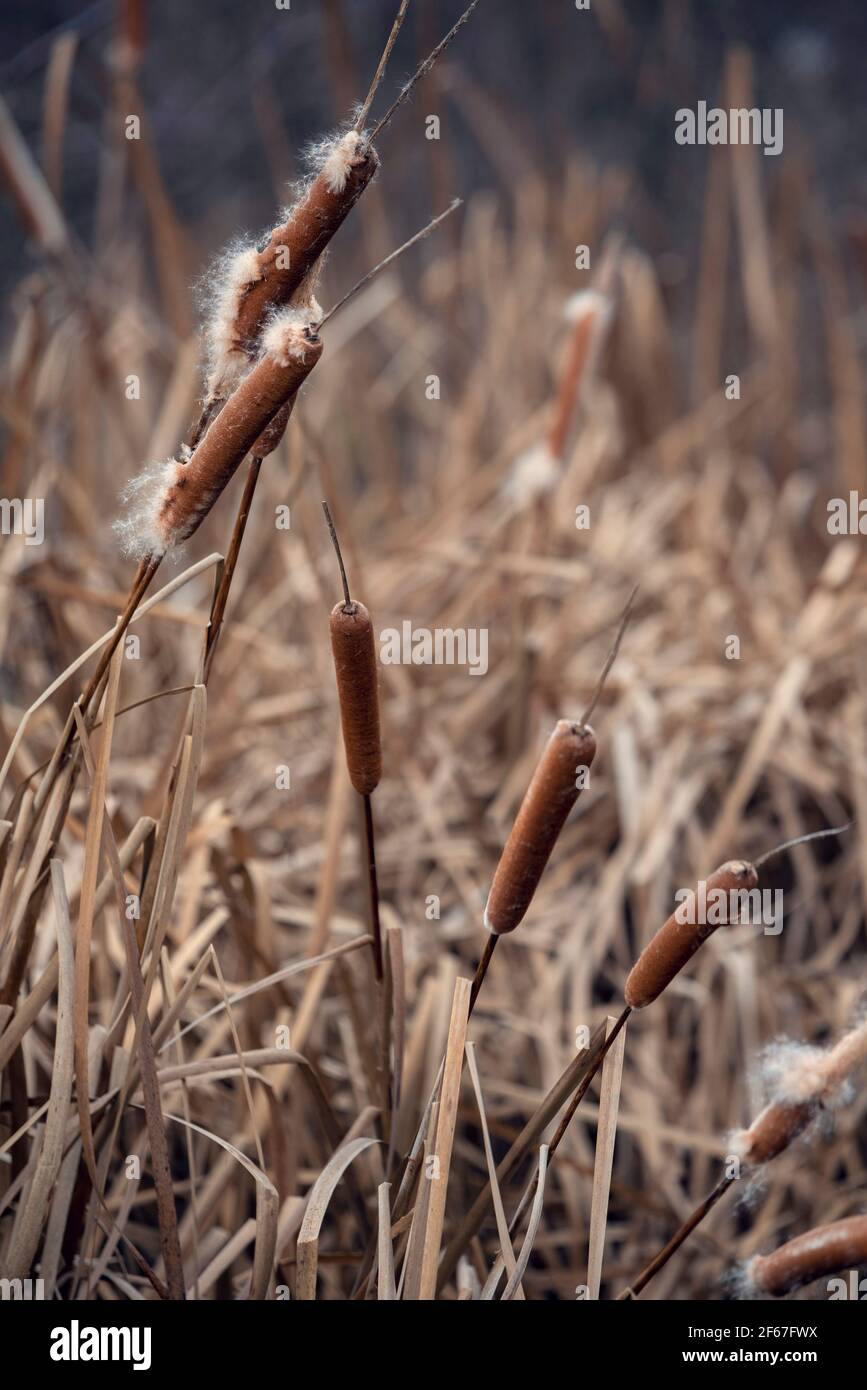 Beautiful dry bulrush stems in a swamp Stock Photo - Alamy