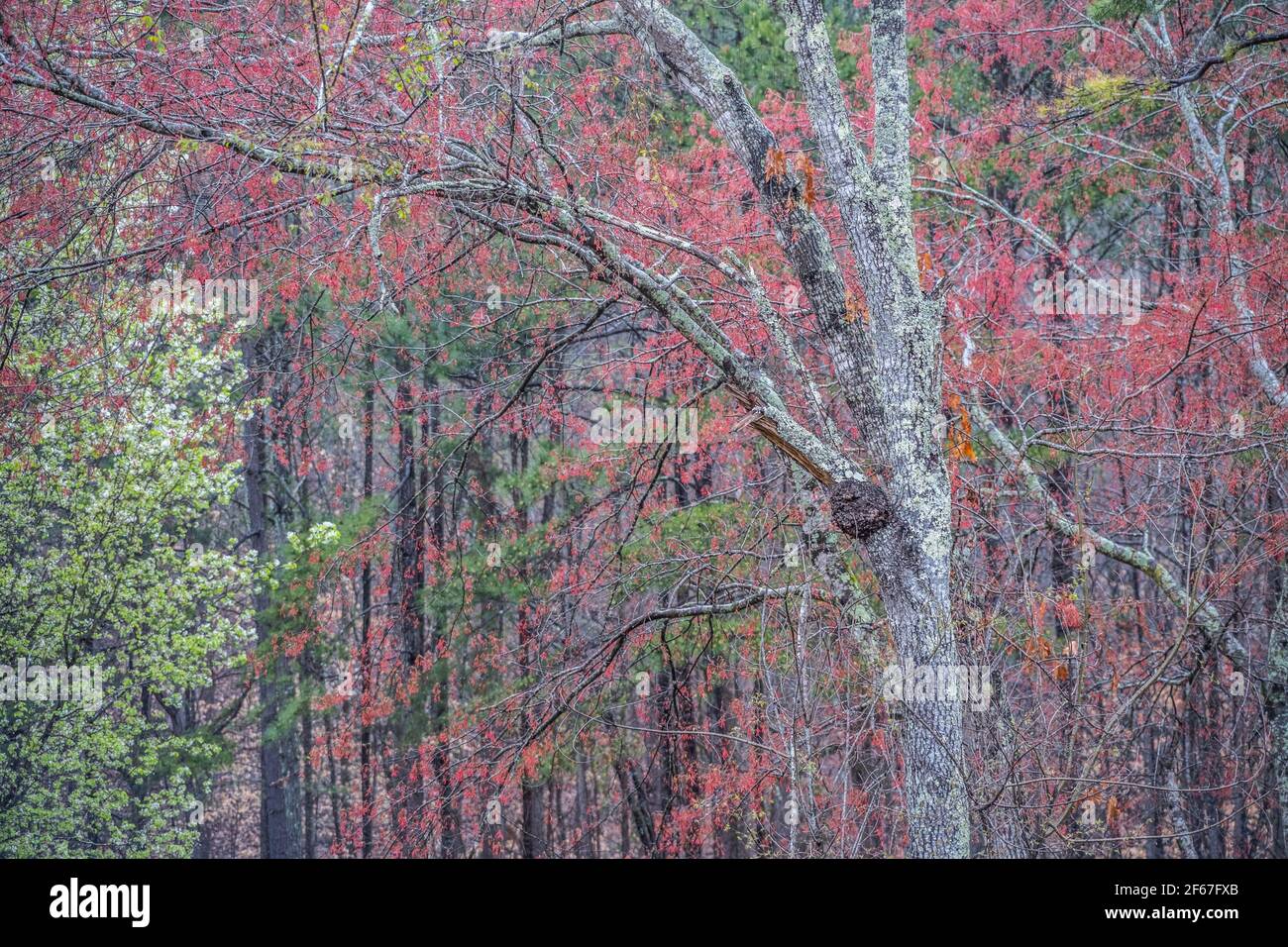 Layers of different colors of emerging foliage and flowering trees ...