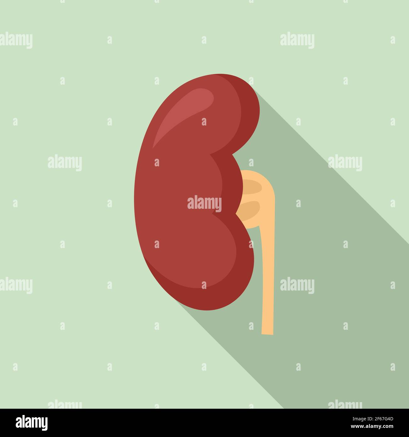 Anatomy kidney icon, flat style Stock Vector Image & Art - Alamy