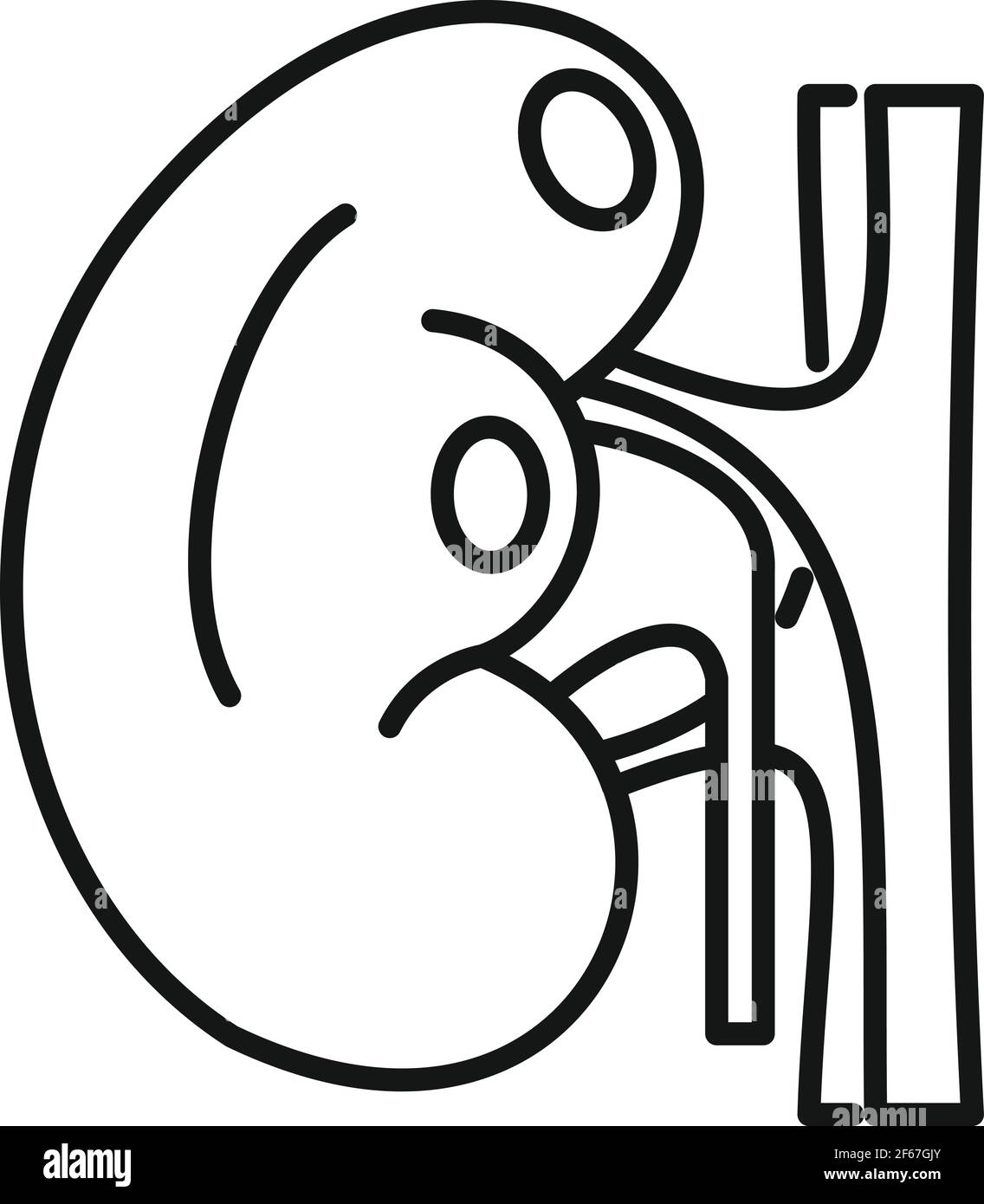 Body kidney icon, outline style Stock Vector Image & Art - Alamy
