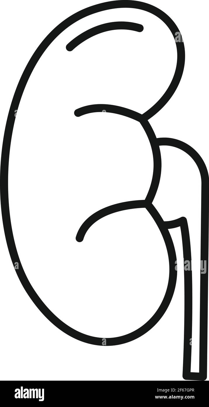 Anatomy kidney icon, outline style Stock Vector Image & Art - Alamy