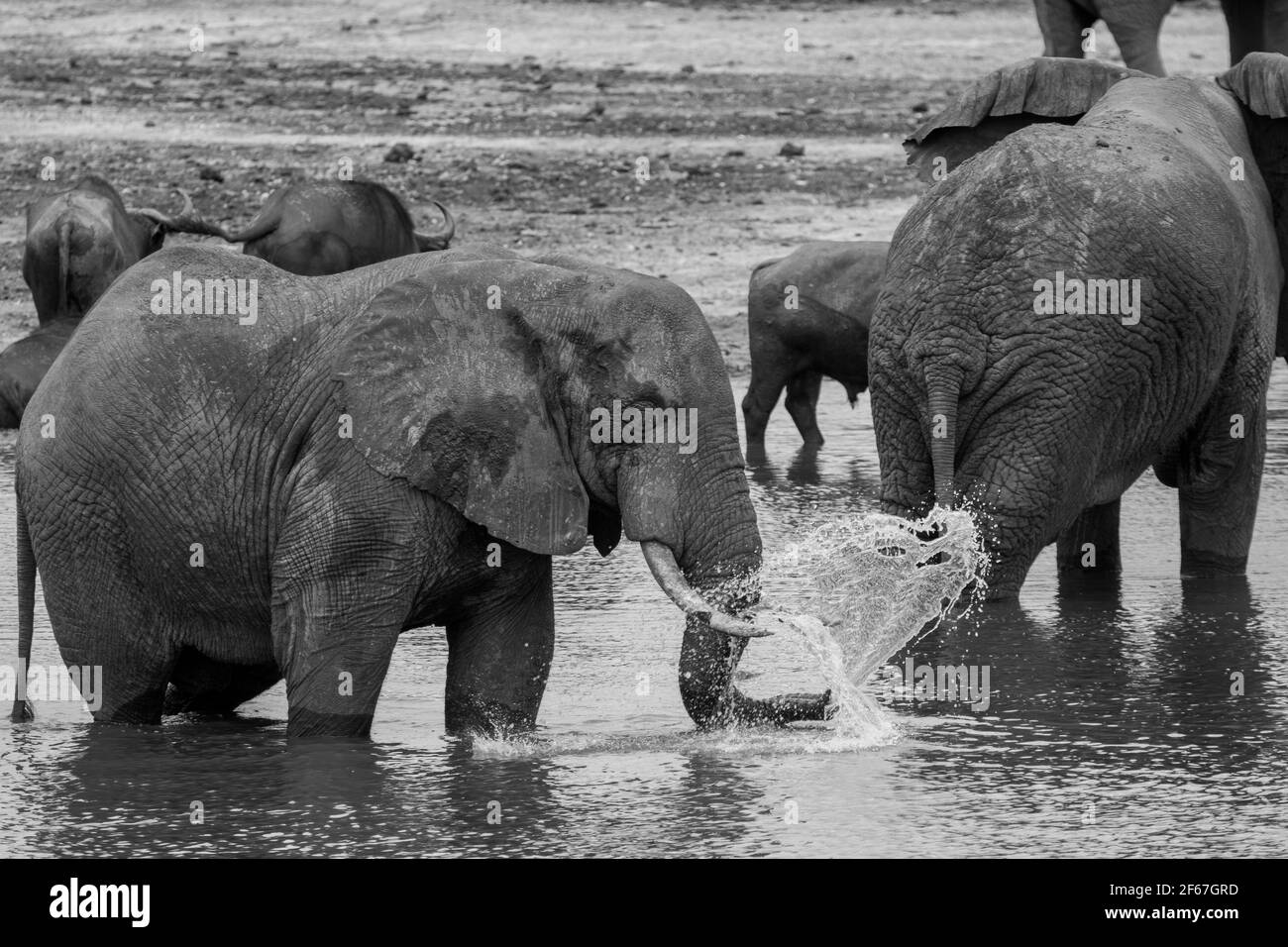 Infinity elephant hi-res stock photography and images - Alamy