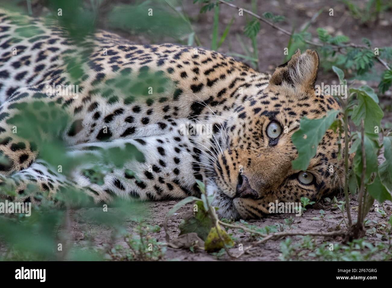 Queen elizabeth national park leopard hi-res stock photography and ...
