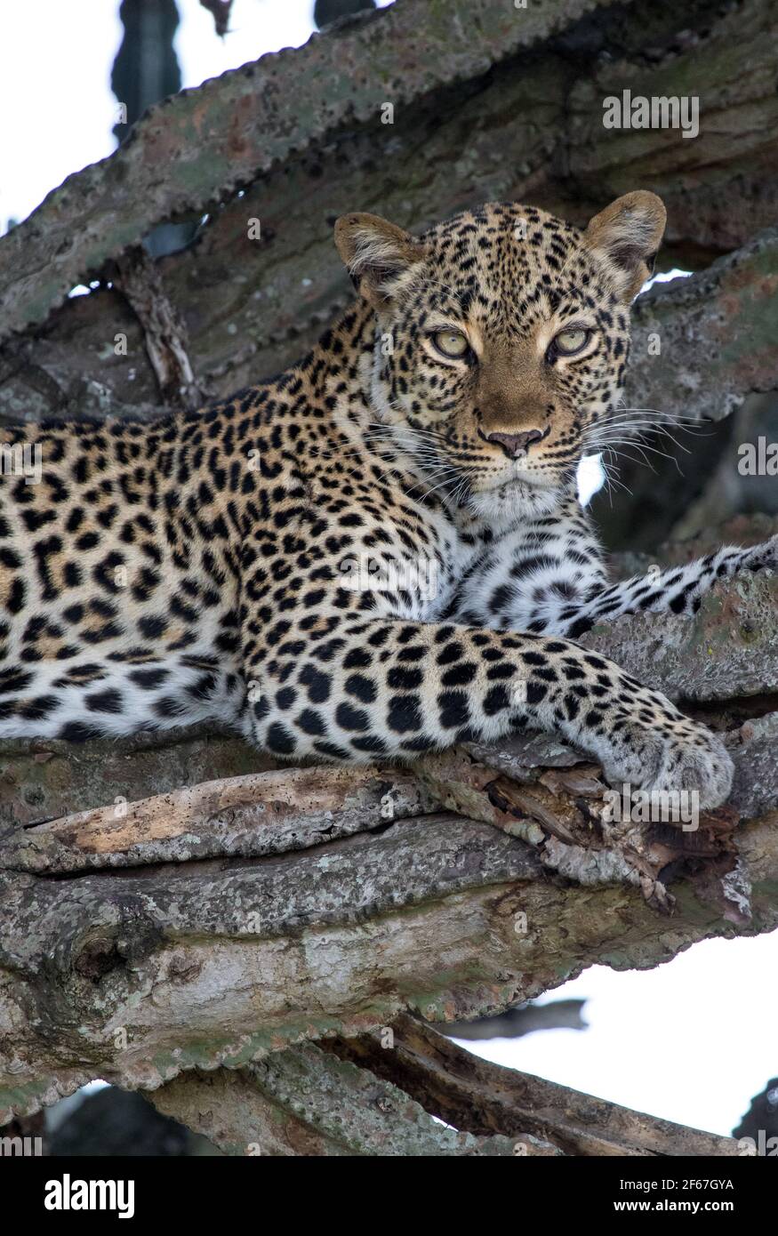 Queen elizabeth national park leopard hi-res stock photography and ...