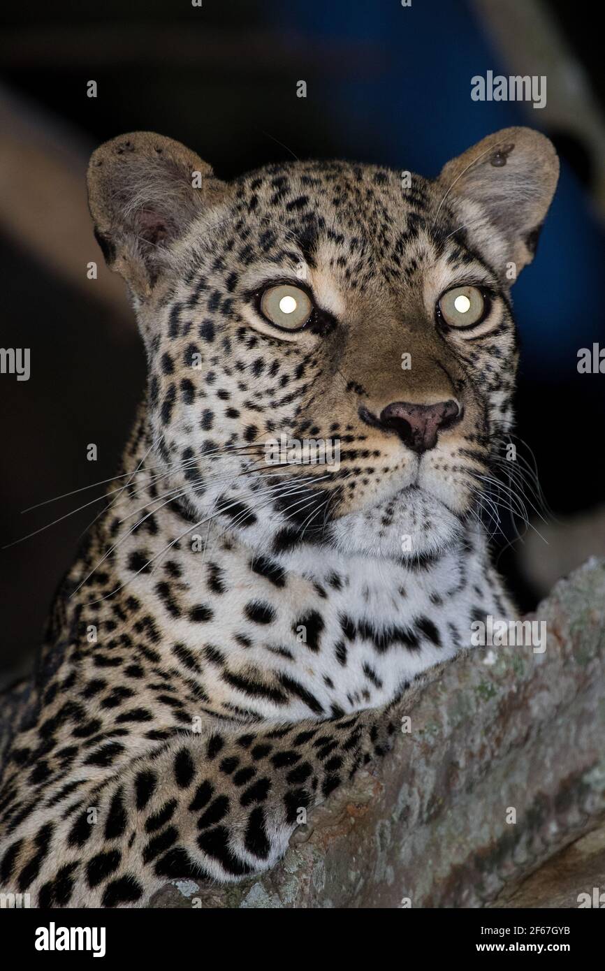 Queen elizabeth national park leopard hi-res stock photography and ...