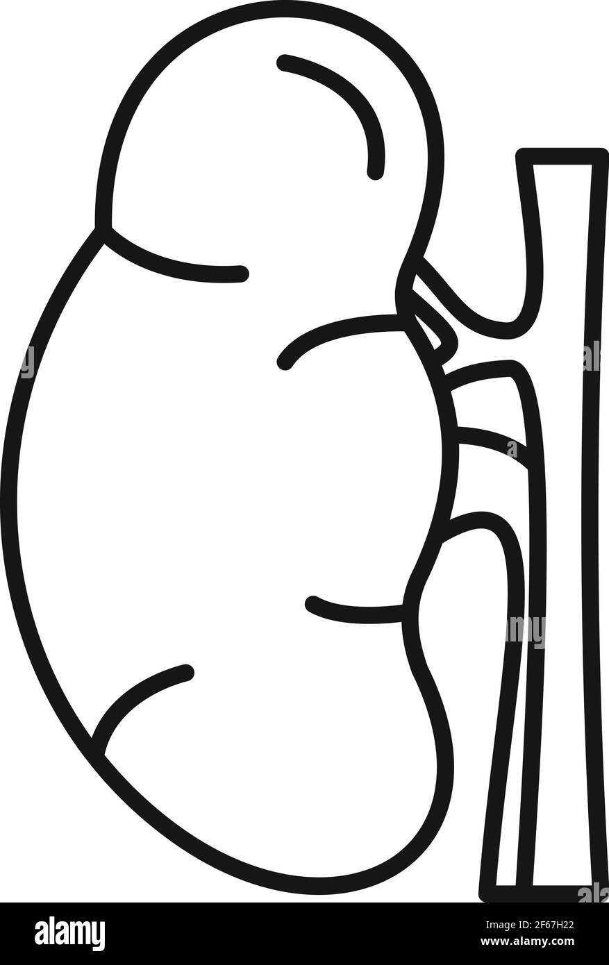 Muscleanatomy hi-res stock photography and images - Alamy