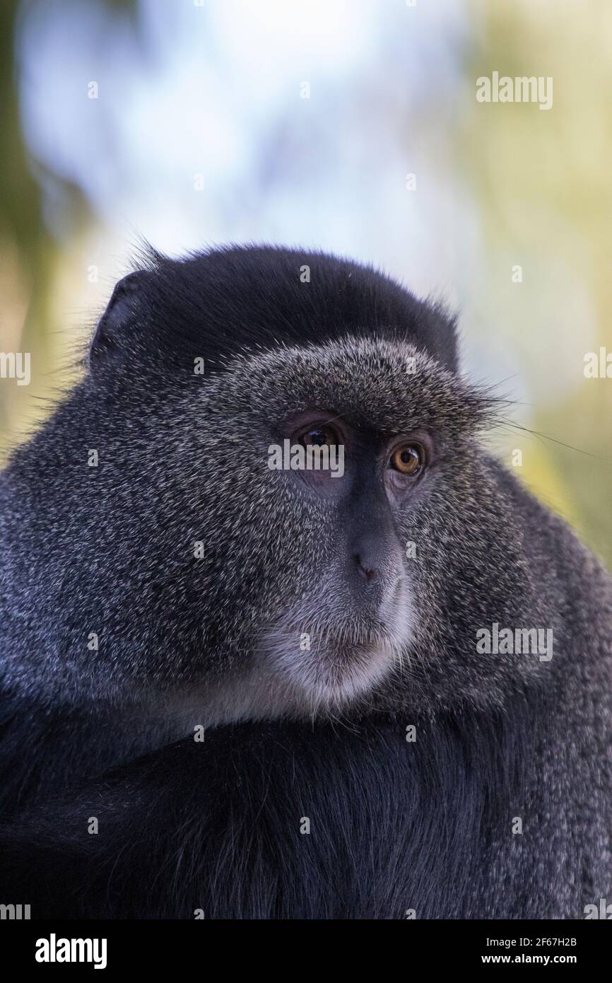 Golden monkey uganda hi-res stock photography and images - Alamy