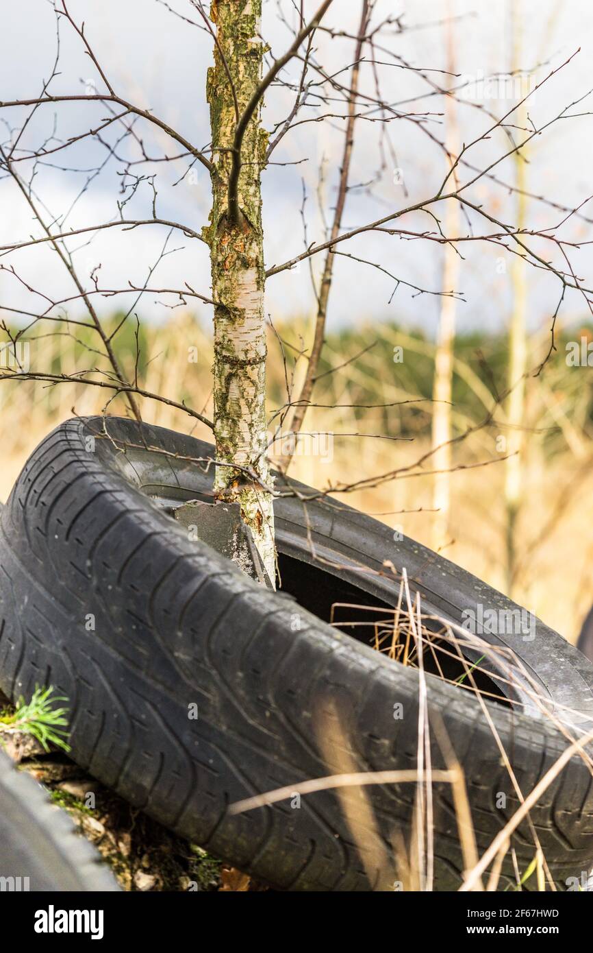 he tree grows across old discarded tyre Stock Photo - Alamy