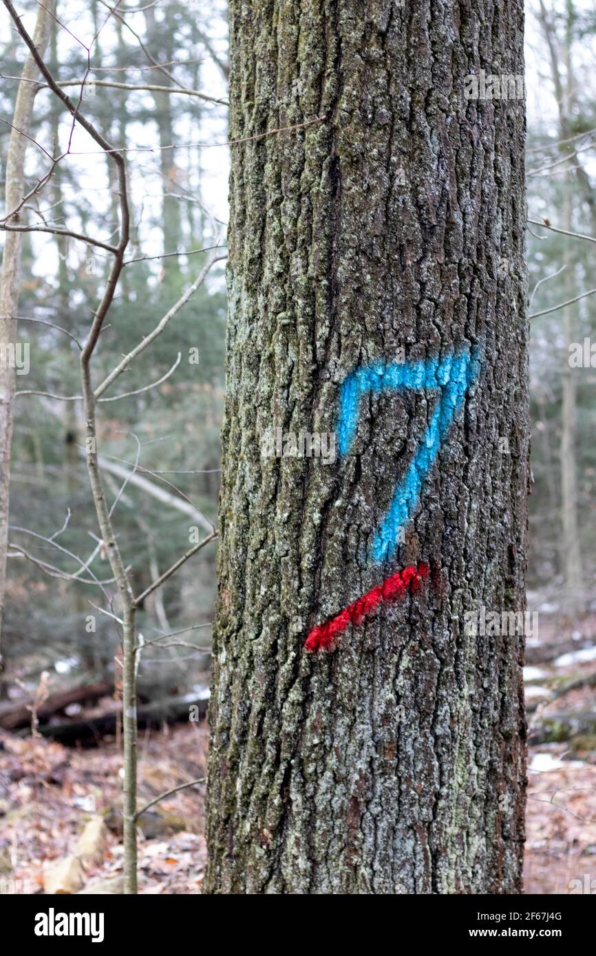 Spray Painted Numbers Painted on Trees in Pennsylvania for the Timber ...