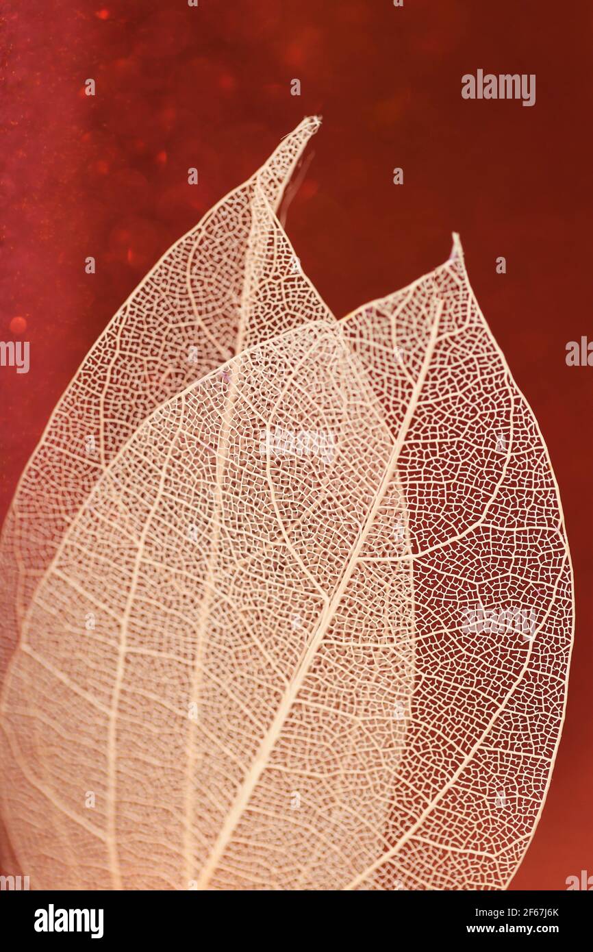 skeleton leaves.Skeletonized leaf on red glitter background with ...