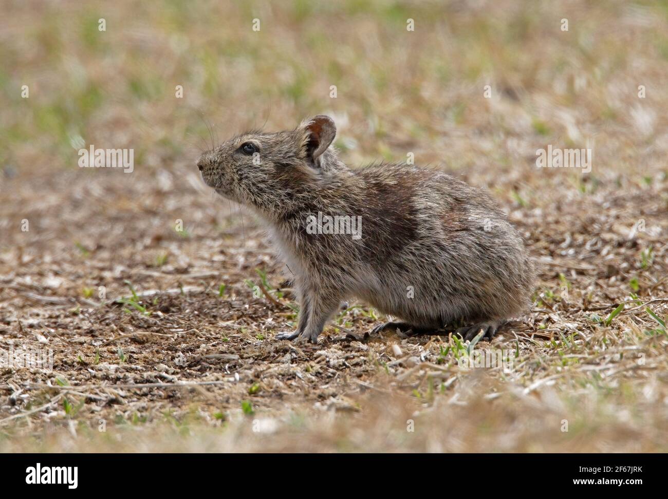 Abyssinian grass rat arvicanthis abyssinicus hi-res stock photography ...