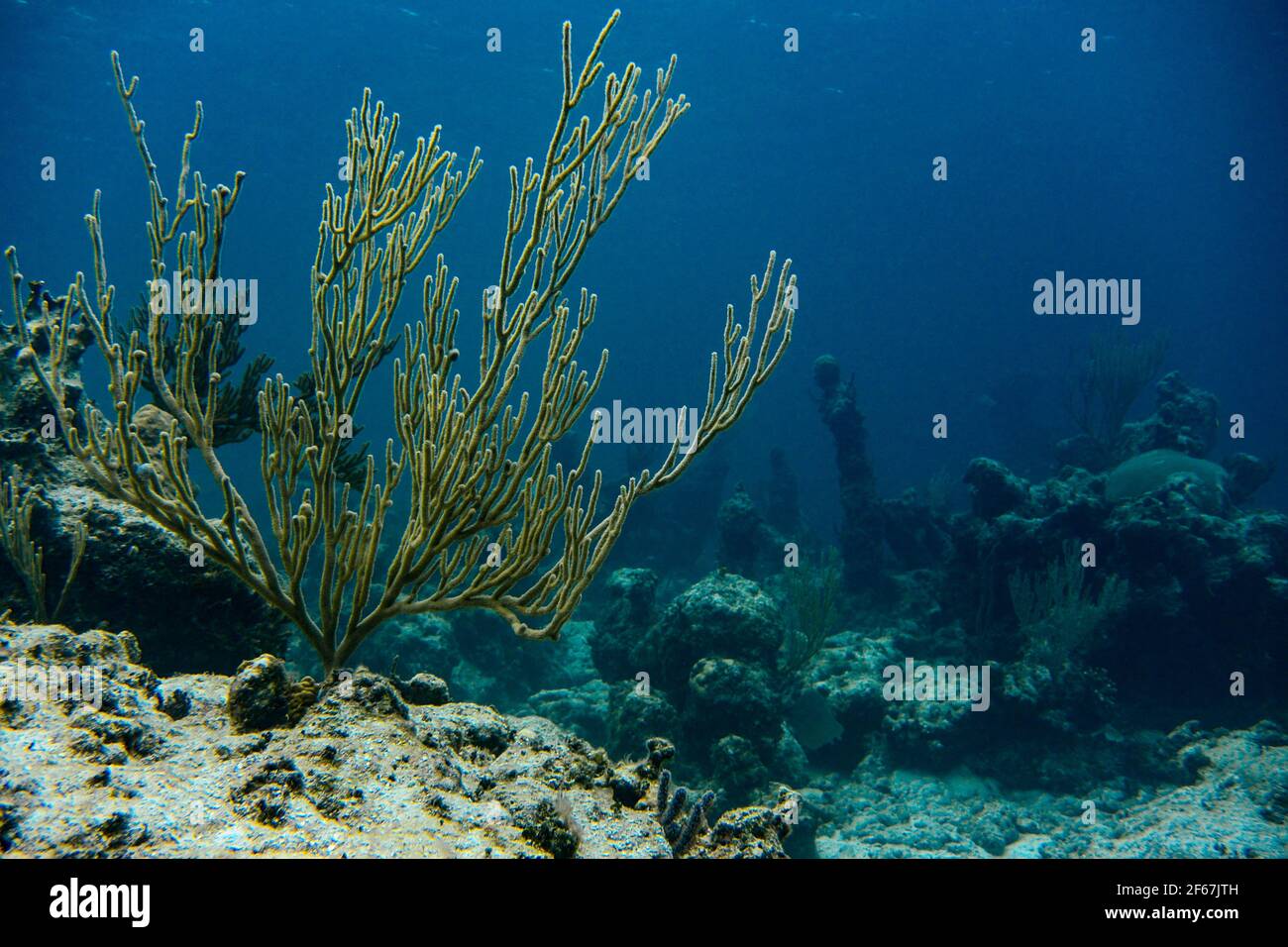 Natural light coral reef scenery Stock Photo - Alamy