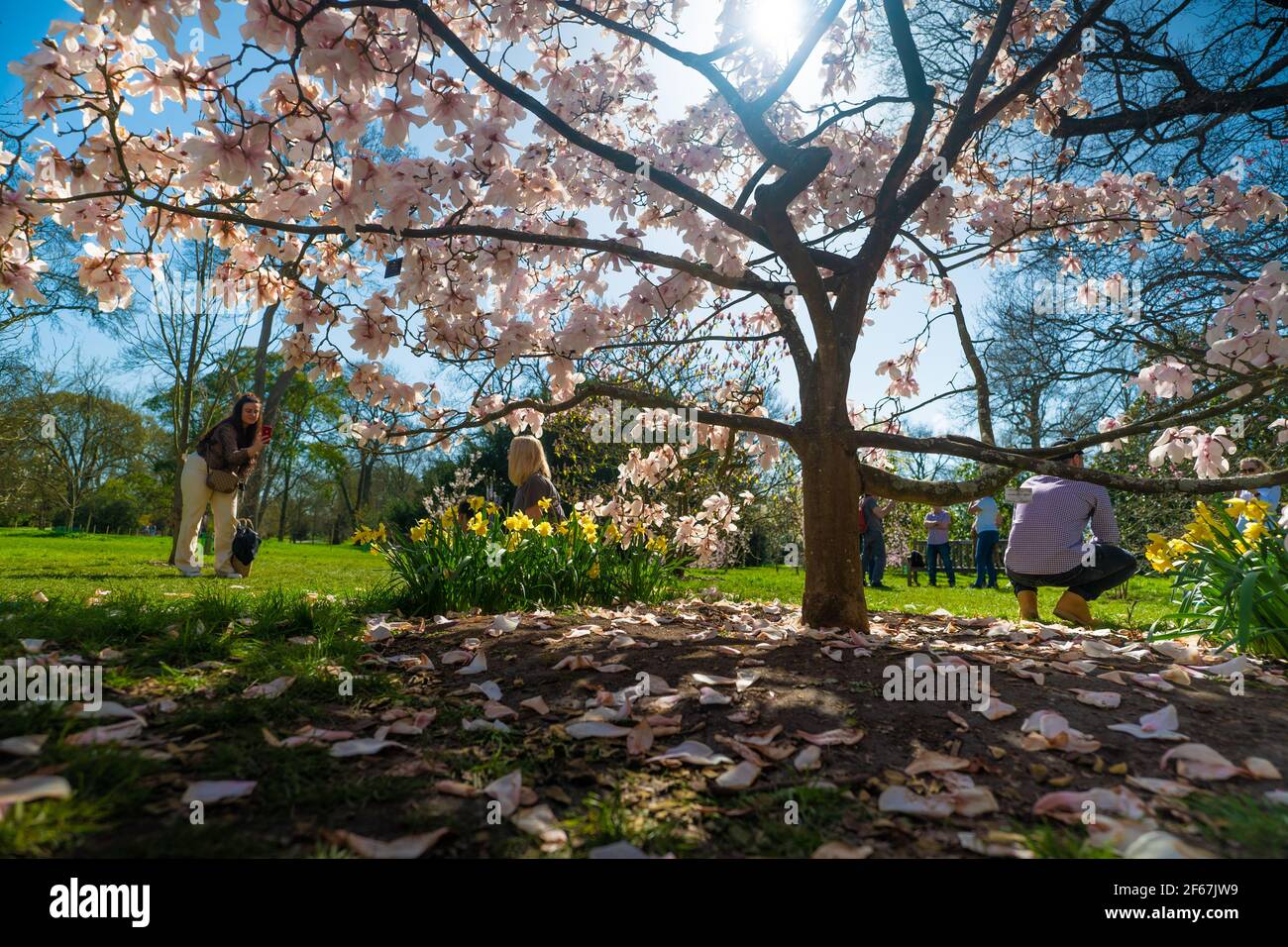 London, UK. 30th March, 2021. Kew Gardens in London was the hottest ...