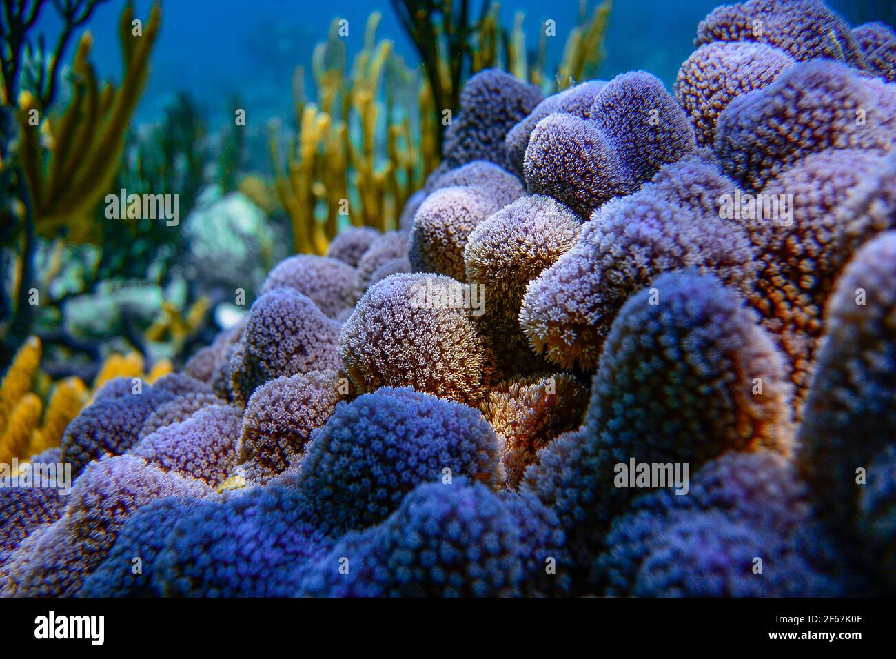 Coral Reef Texture