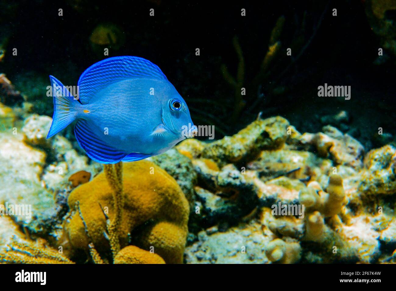 Juvenile Atlantic Blue Tang