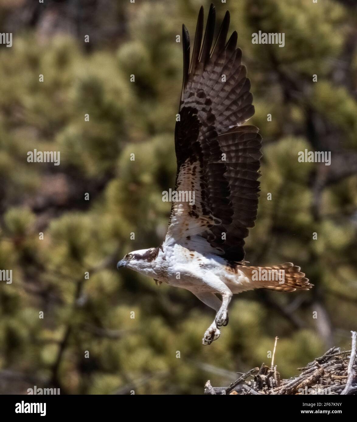 Mating bird season in spring hi-res stock photography and images - Alamy