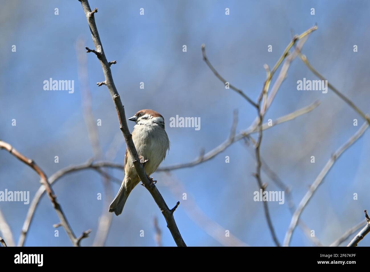 Tree sparrow sitting on a branch in front of the sky Stock Photo - Alamy