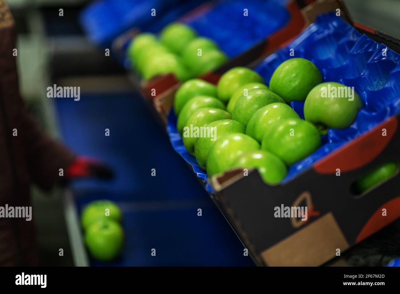 Apple packing workers hi-res stock photography and images - Alamy