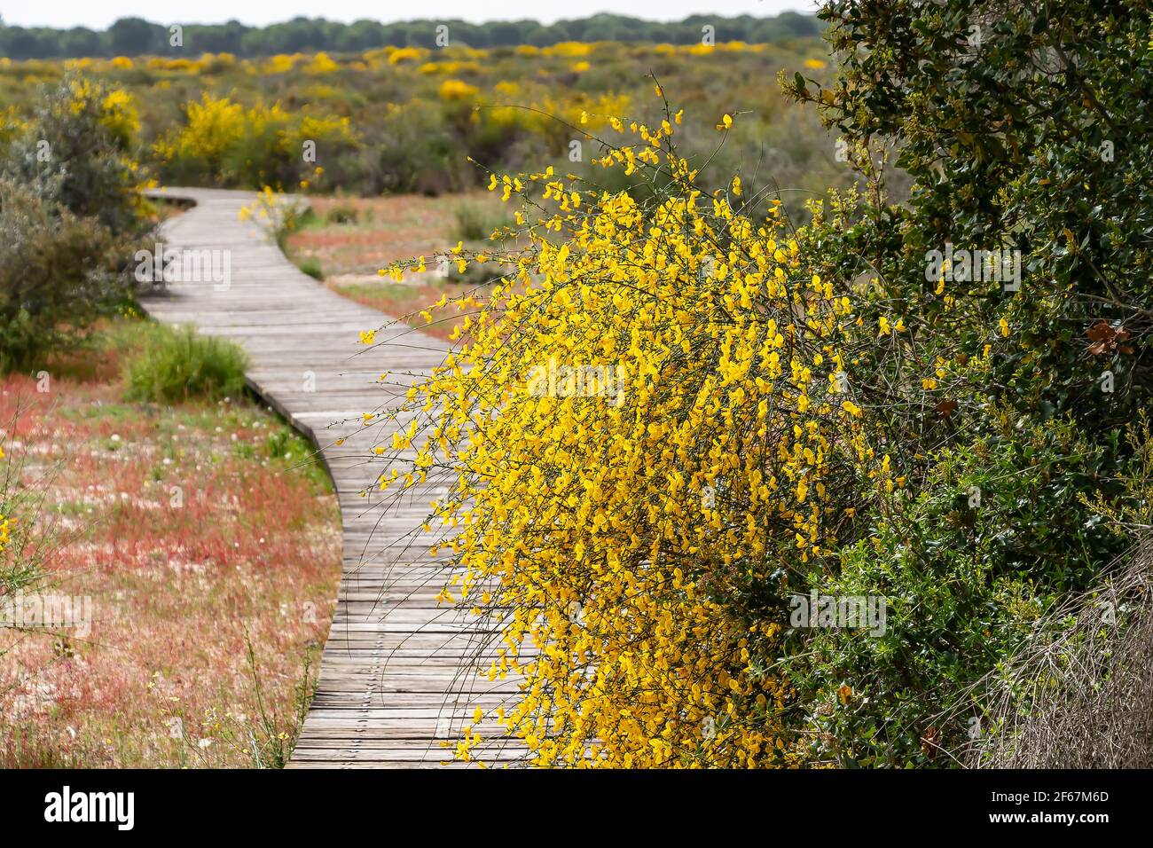 Ornamental broom hi-res stock photography and images - Alamy