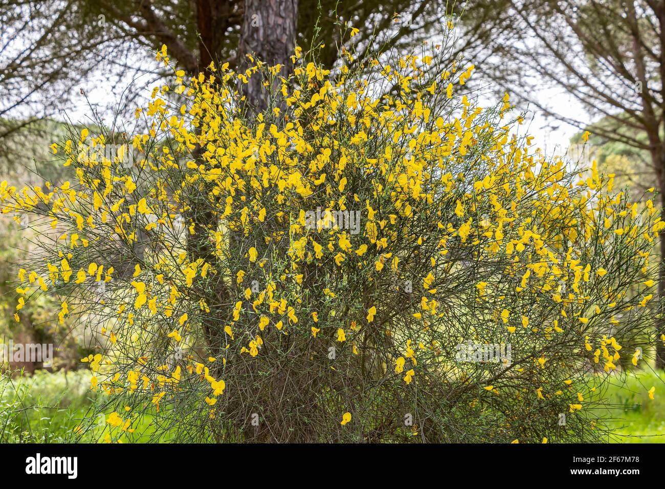 Retama sphaerocarpa is a genus of flowering bushes in the legume family ...