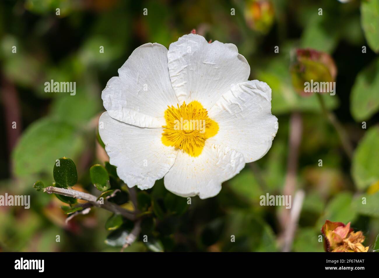 Gallipoli rose hi-res stock photography and images - Alamy
