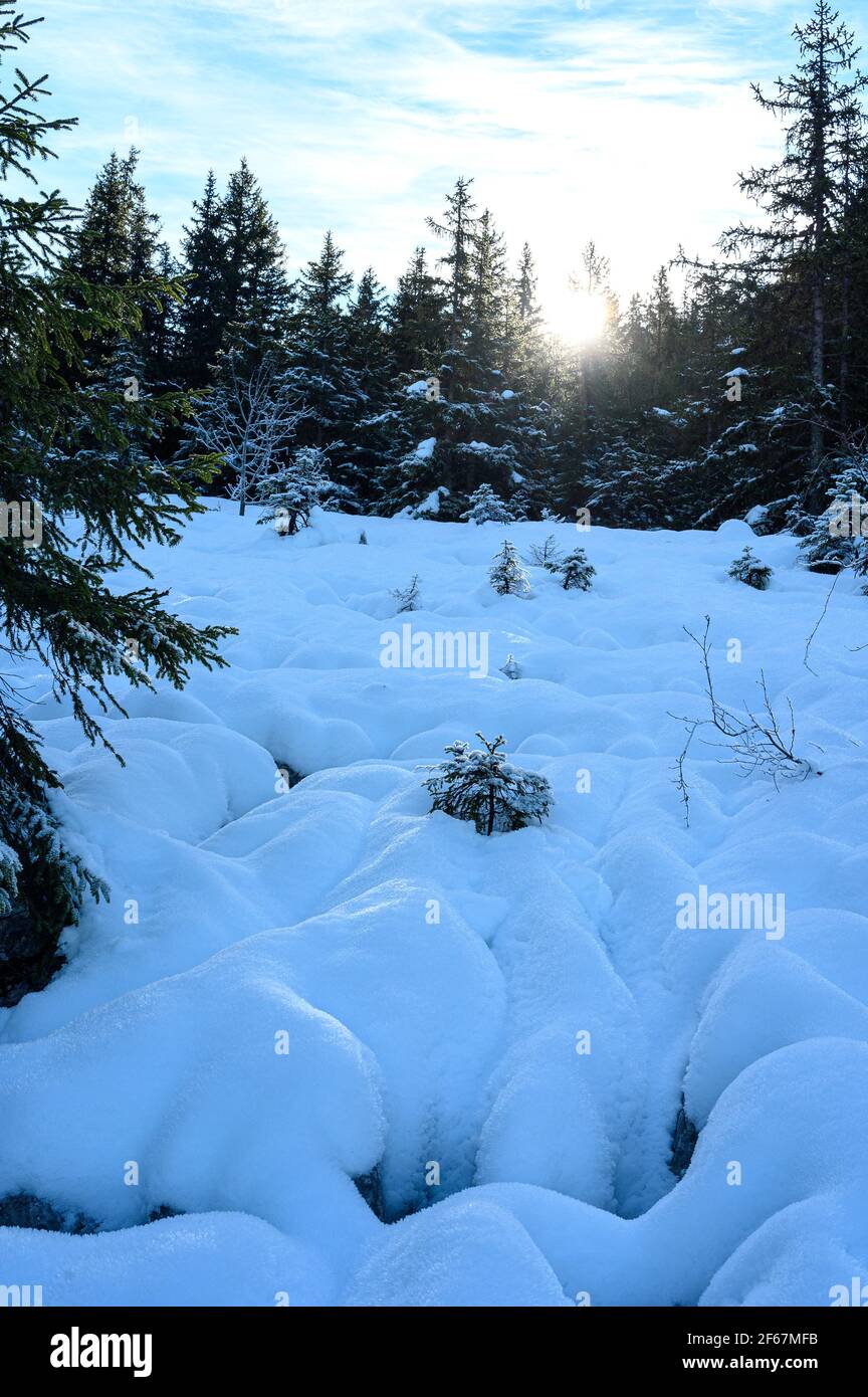 Conifer tree tops protruding from thick snow layer. Winter morning in ...