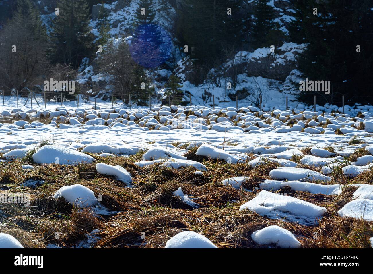 Small irregular heaps of snow on meadow. Melting snow layer in spring ...
