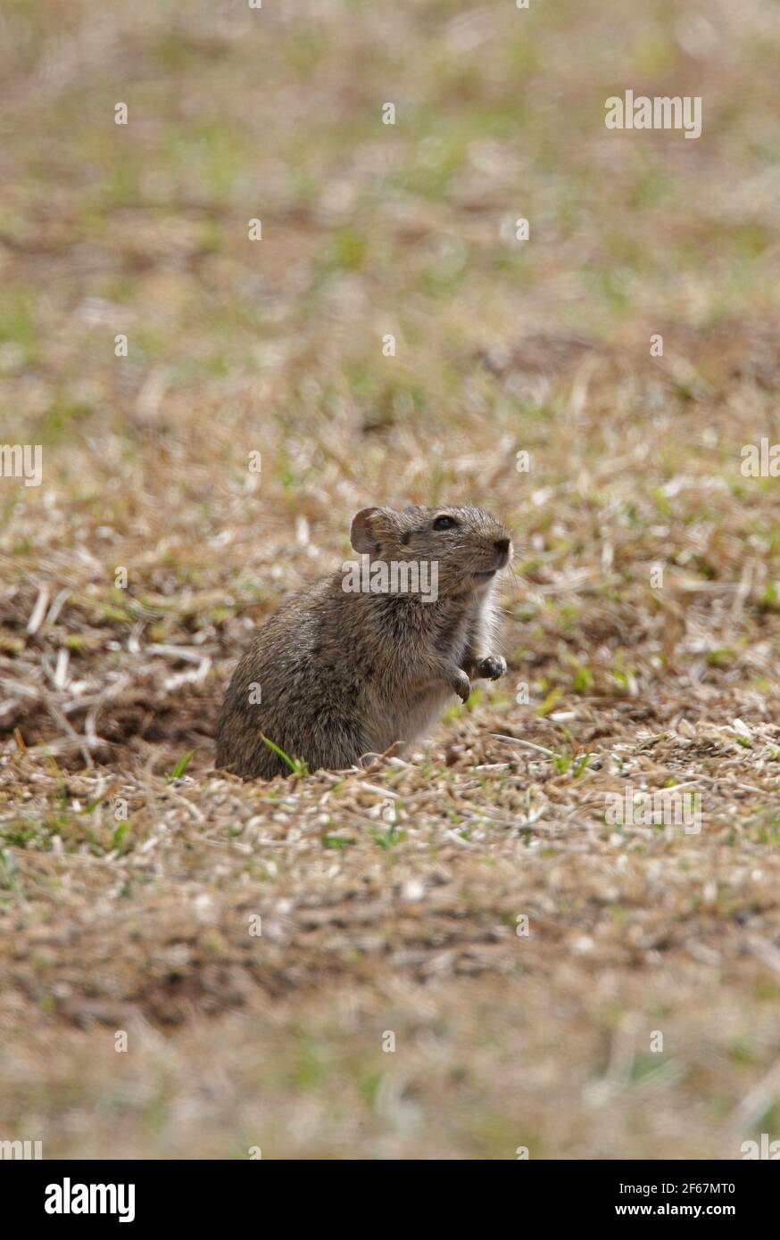 Abyssinian grass rat arvicanthis abyssinicus hi-res stock photography ...