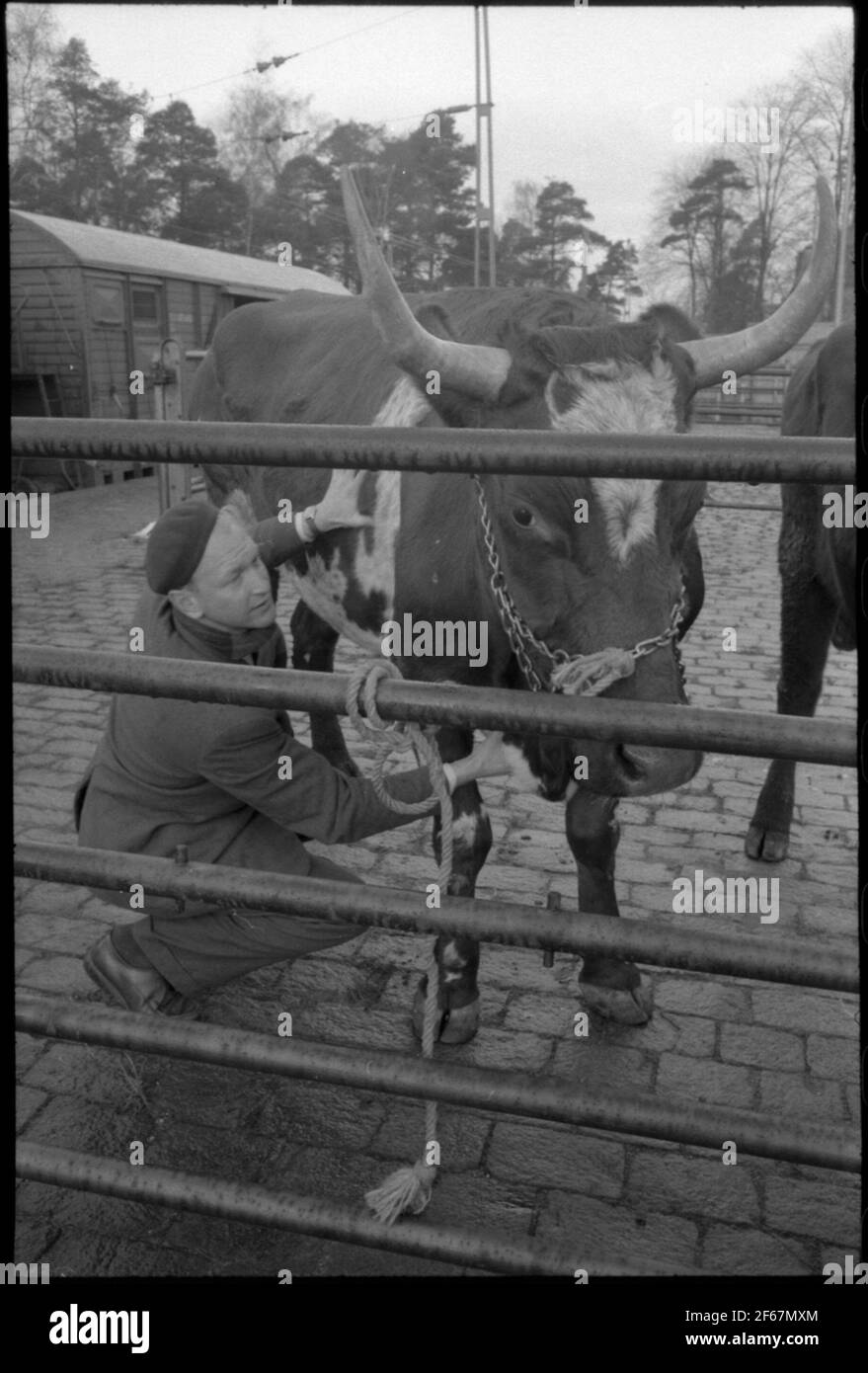 Animal transport Black and White Stock Photos & Images - Alamy
