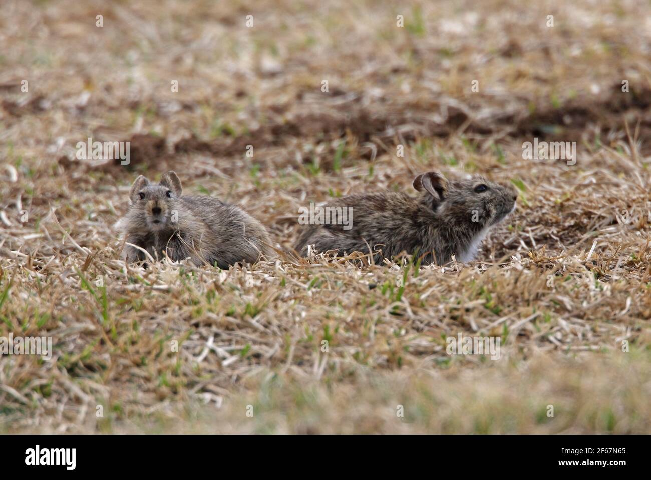 Abyssinian Grass Rat (Arvicanthis abyssinicus) two adults on sparse ...
